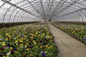 Commercial Greenhouse Misting Systems | Advanced Misting Systems